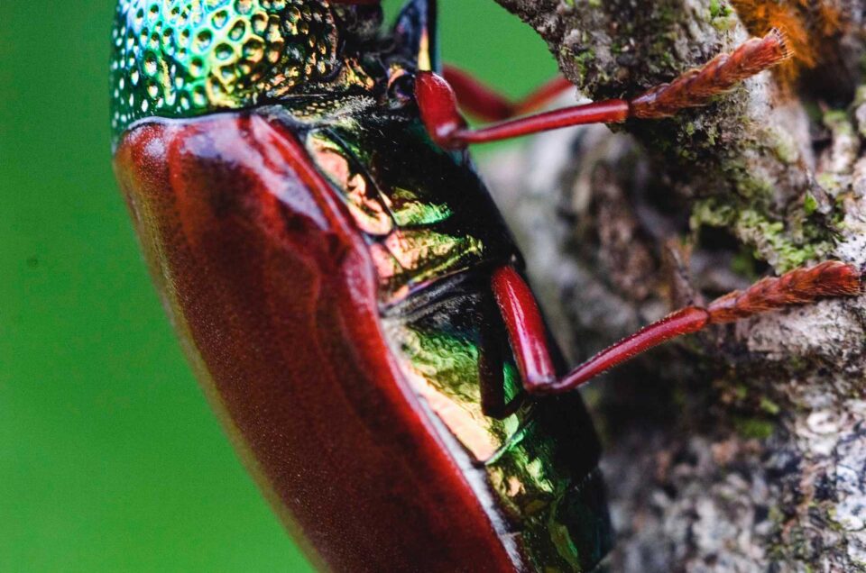 Insect Life – Wildernest Nature Resort